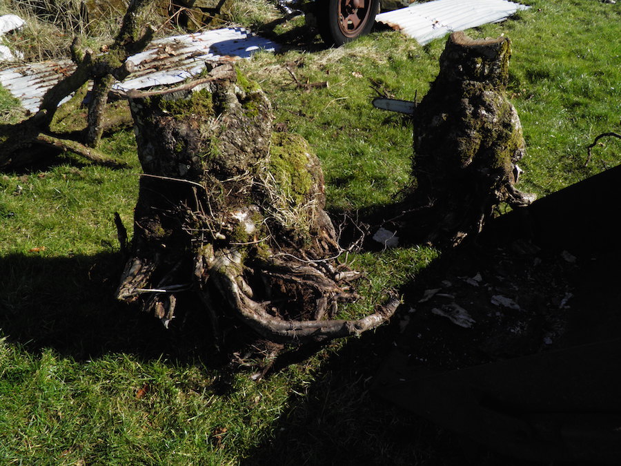 Rowan-Burr-Root-Timber-for-sale | kestrel